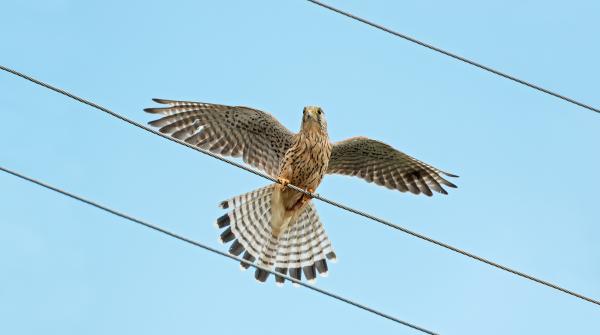 Protection des oiseaux : pour une approche pragmatique et ...